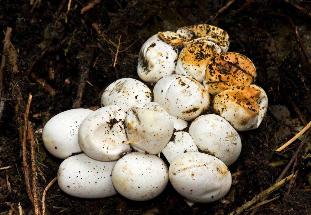 Snogen - Mød Danmarks største slange her | illvid.dk