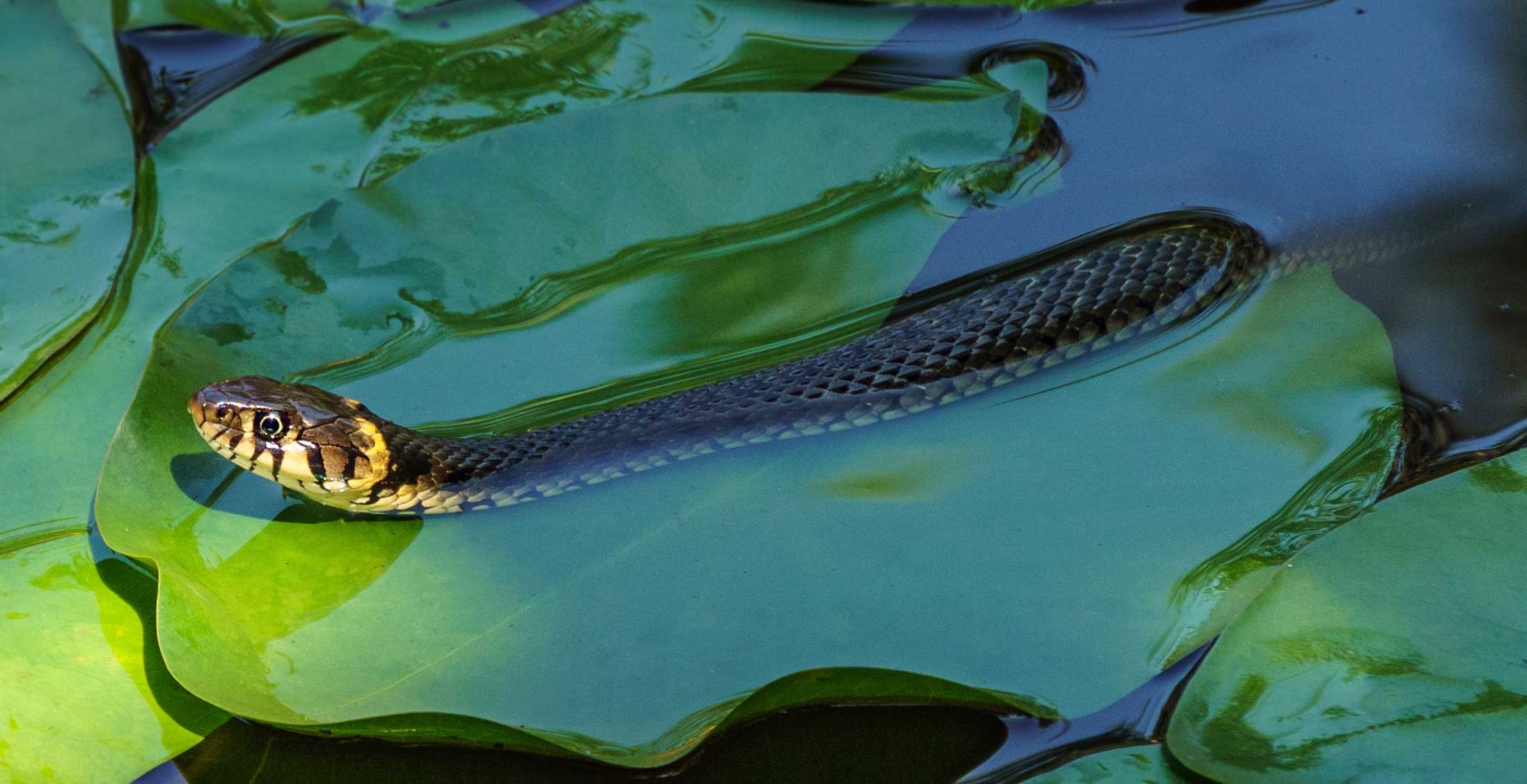 Snogen - Danmarks største slange | illvid.dk