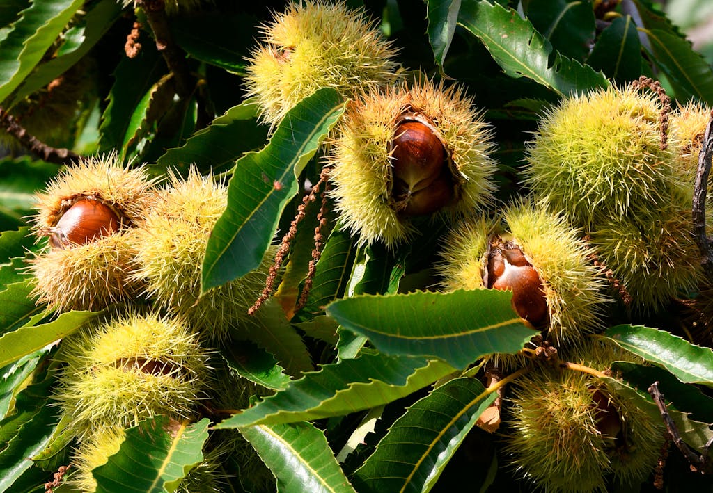 Er kastanjer sunde? | illvid.dk