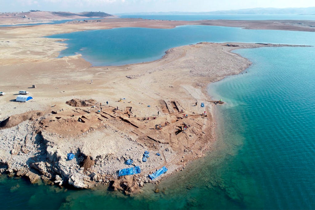 Haaien: 7 verrassende weetjes over haaien | wibnet.nl