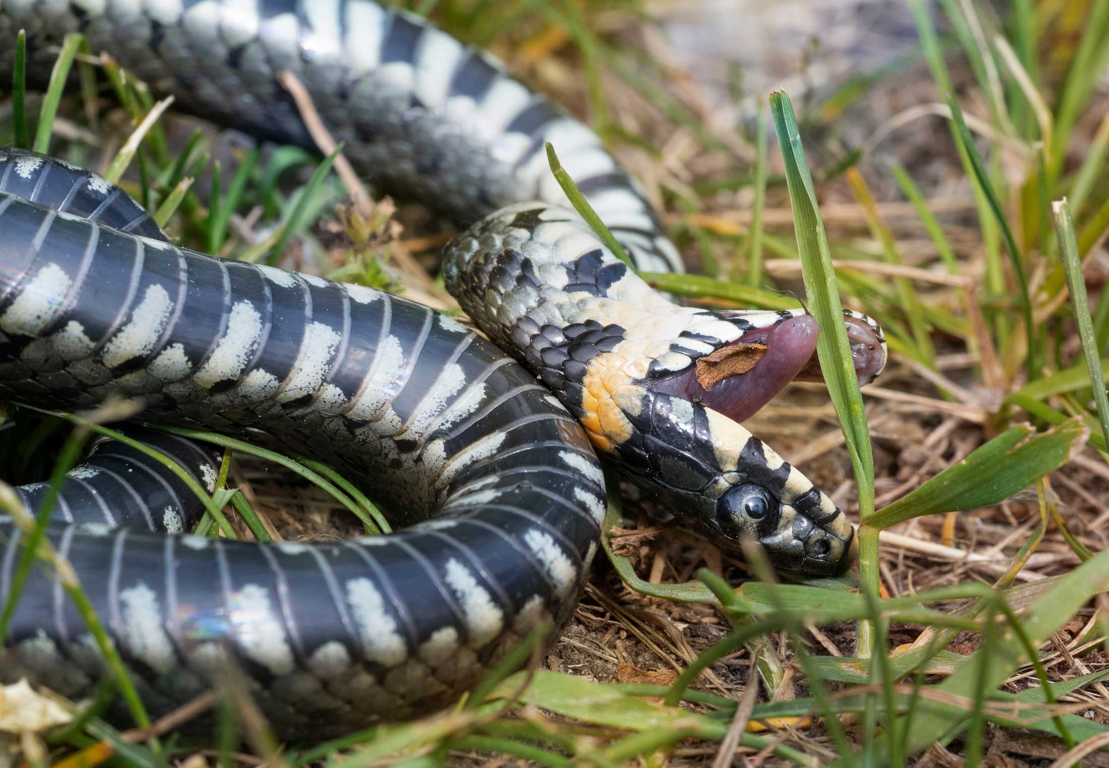 Buormen – møt Norges lengste slange her | illvit.no