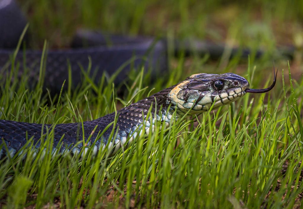 Ringslang - Dit is de grootste slang van Nederland | wibnet.nl