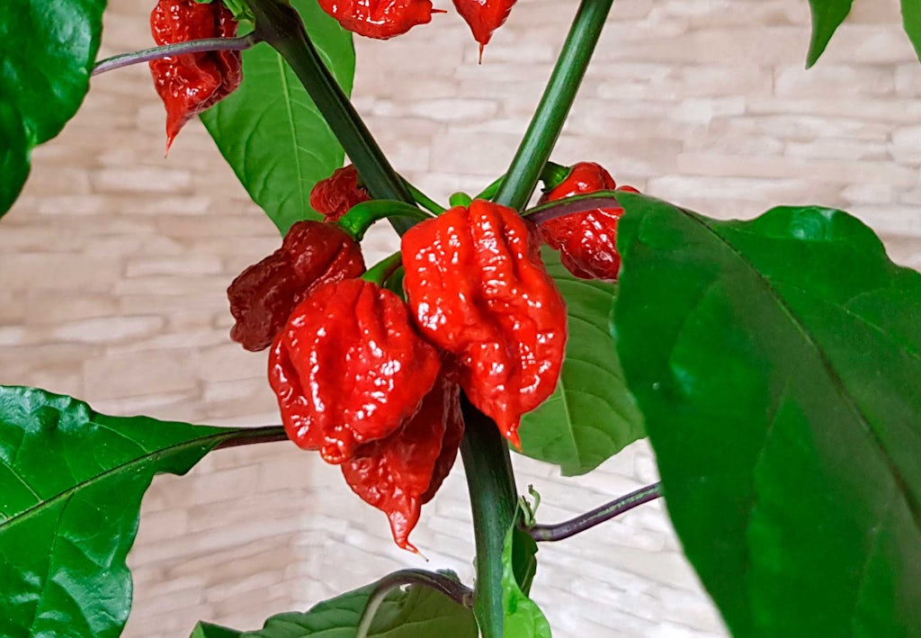 Världens starkaste chili – och 4 andra sorters chilipeppar | illvet.se