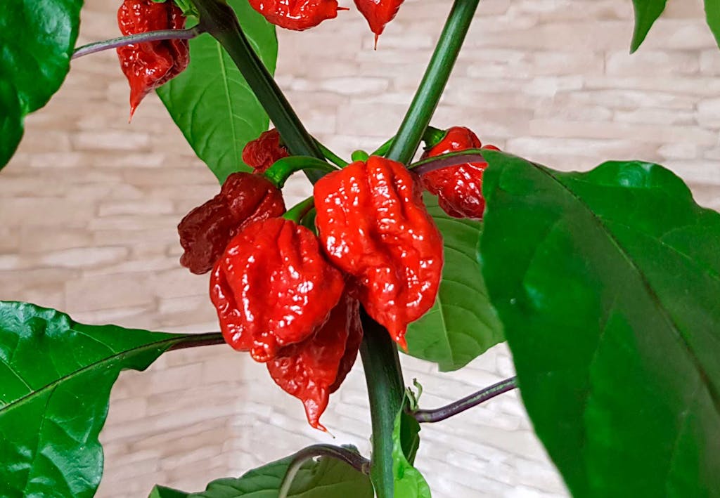 Heetste peper ter wereld | Top 5 | wibnet.nl