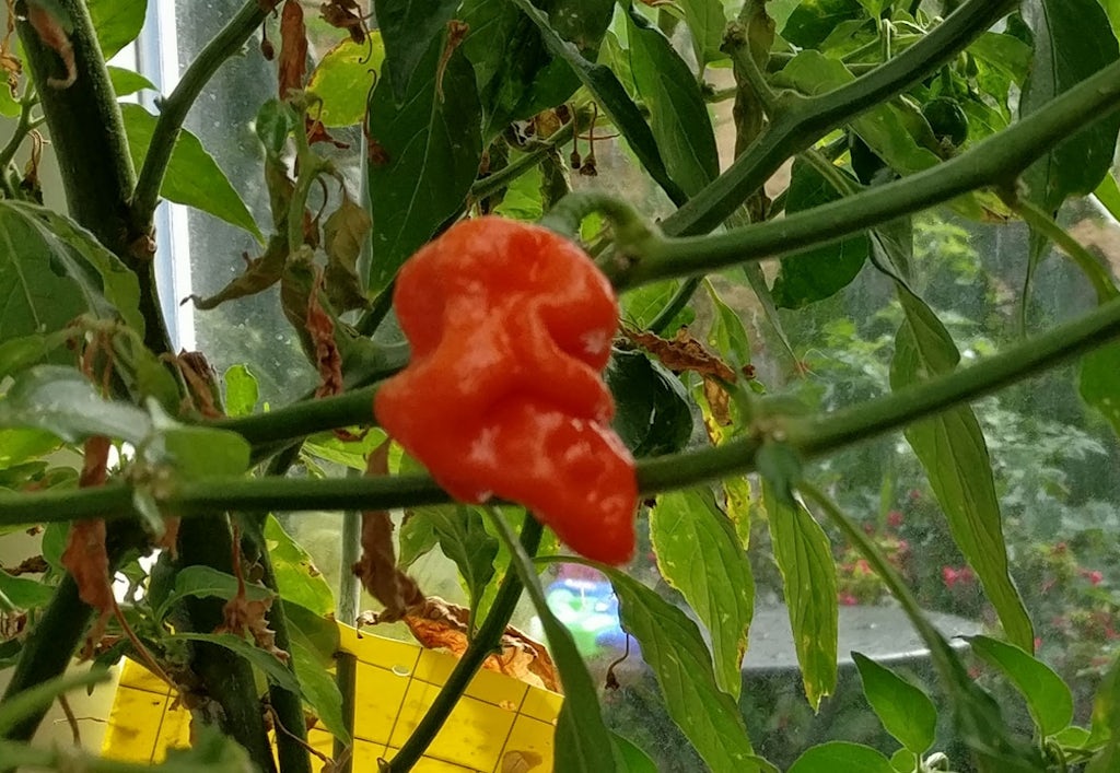 Heetste peper ter wereld - en 4 andere vurige pepers | wibnet.nl