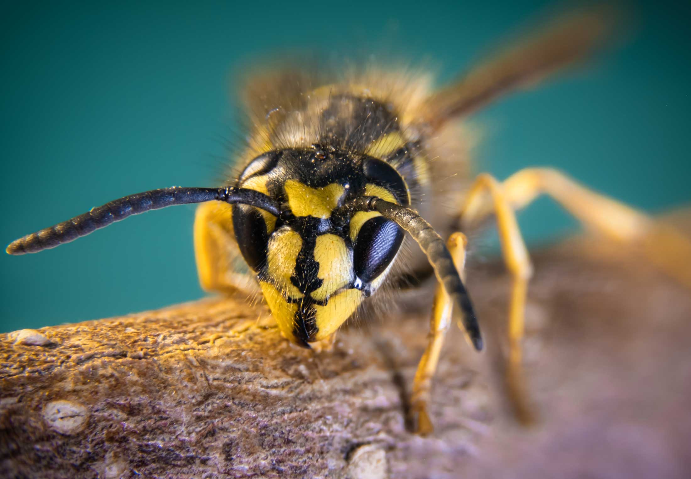 Insekter | illvid.dk