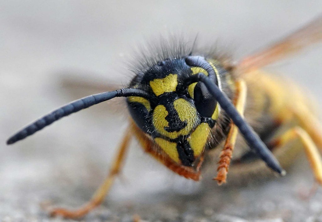 Stor gedehams har mere gift i sit stik | illvid.dk