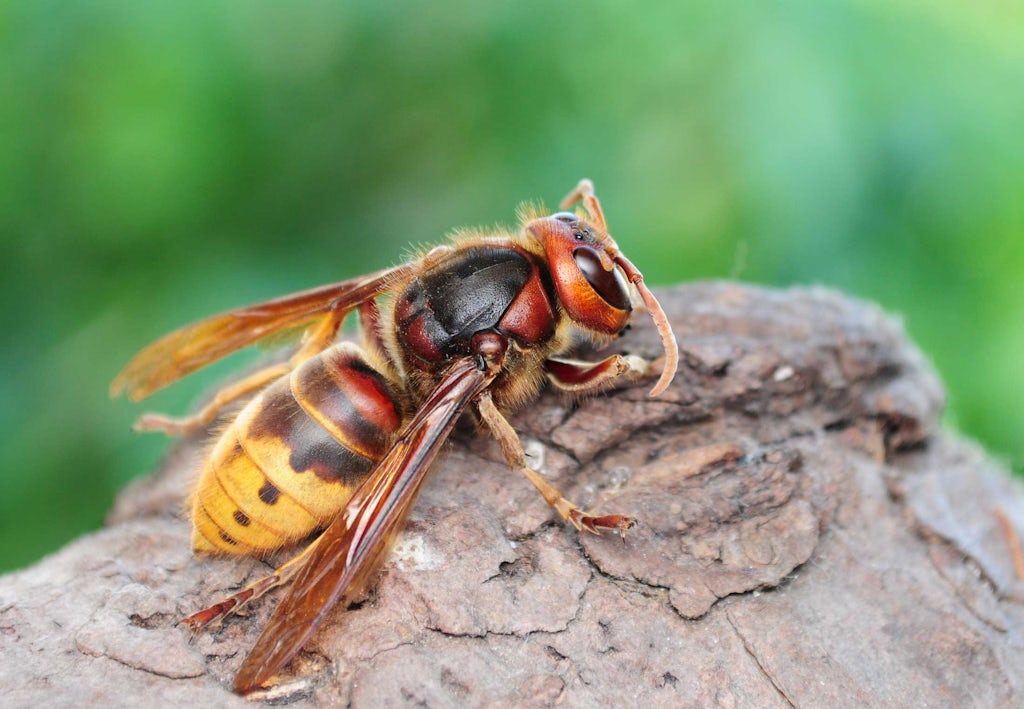 Stor gedehams har mere gift i sit stik | illvid.dk