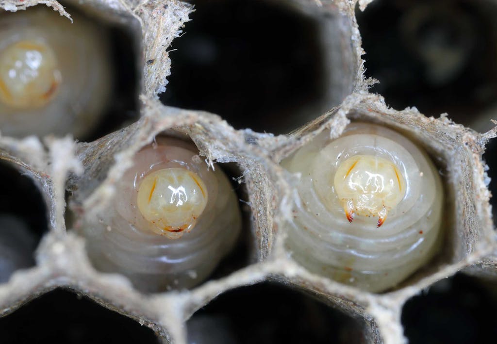 Stor gedehams har mere gift i sit stik | illvid.dk