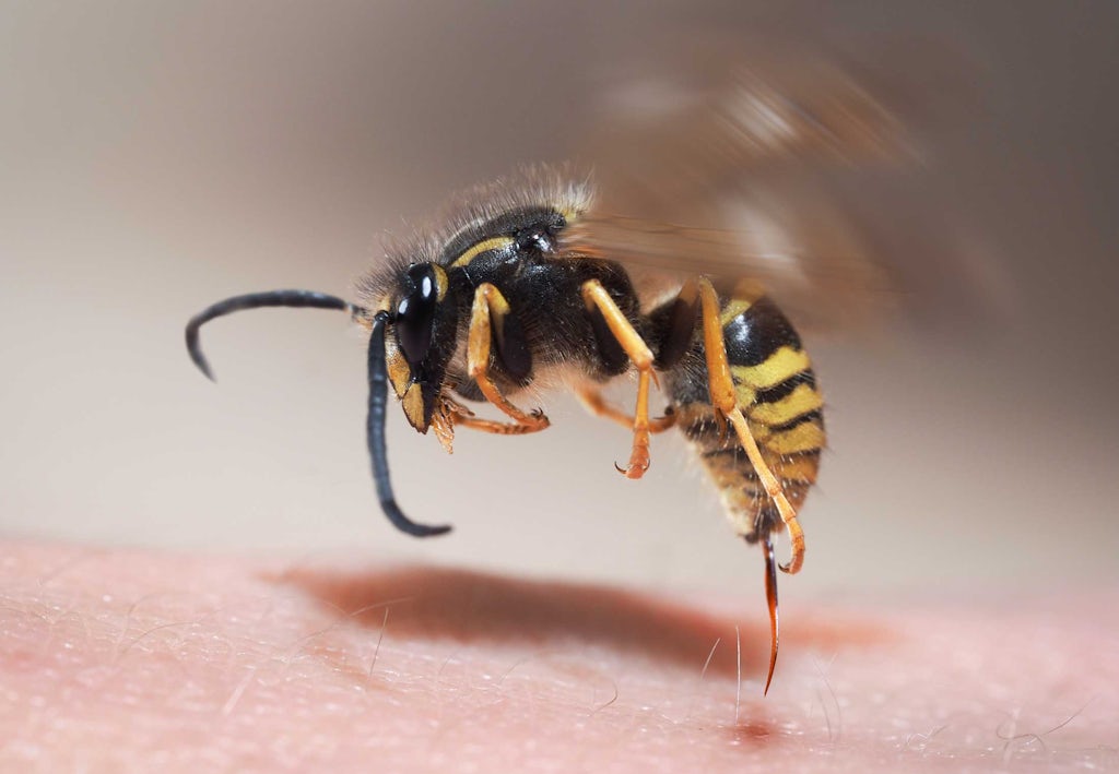 Stor gedehams har mere gift i sit stik | illvid.dk