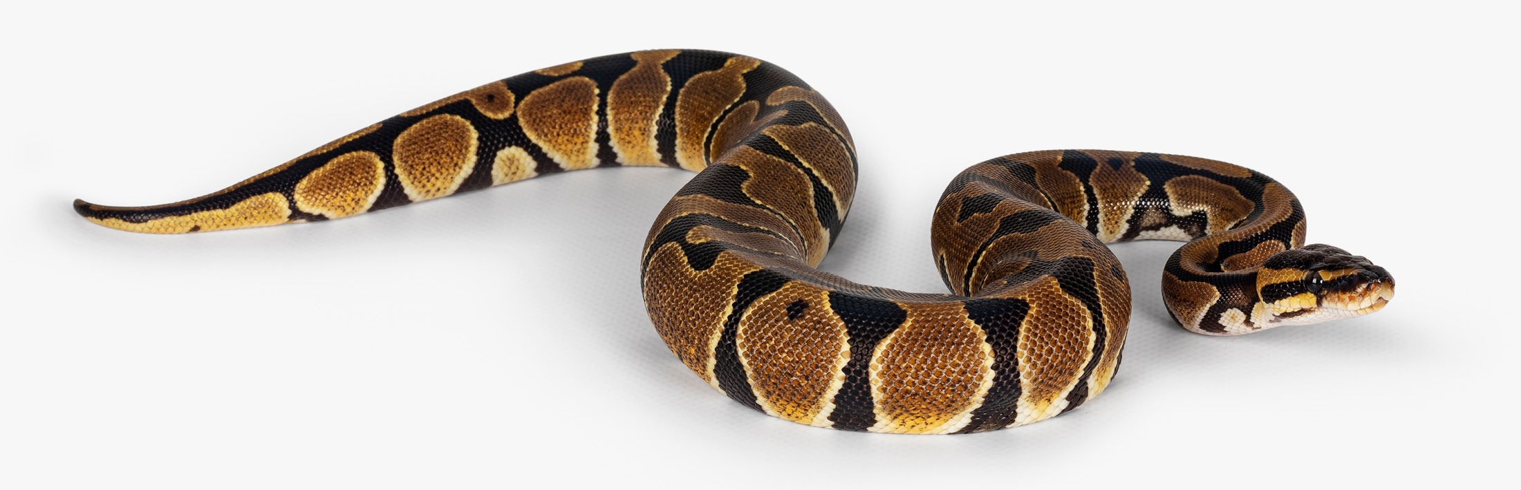 Python – De langste slang ter wereld | wibnet.nl