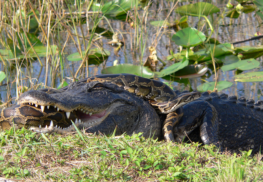 Python – De langste slang ter wereld | wibnet.nl