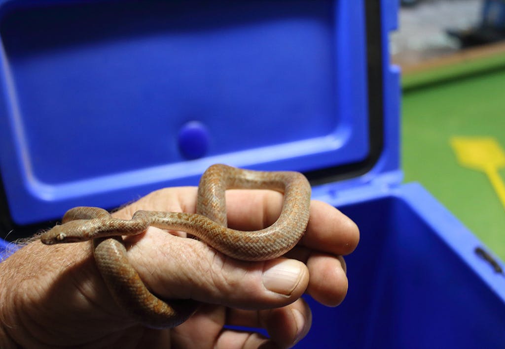 Python – De langste slang ter wereld | wibnet.nl