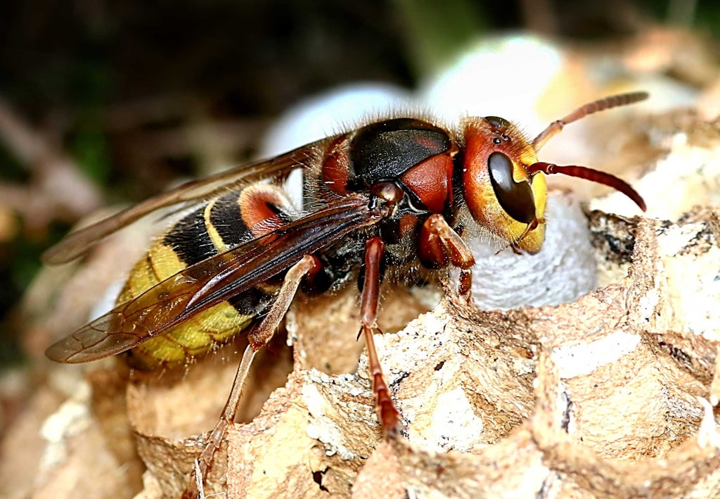 Stor gedehams har mere gift i sit stik | illvid.dk