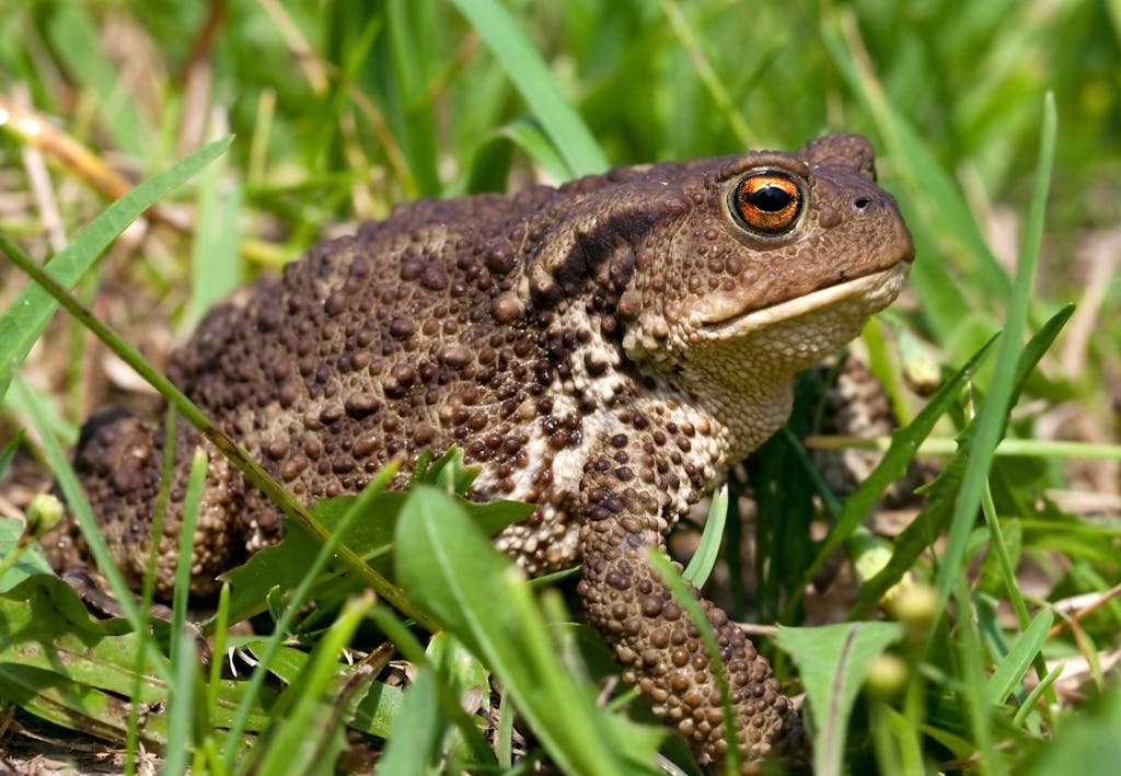 Frøer i Danmark - Mød vores danske frøer her | illvid.dk