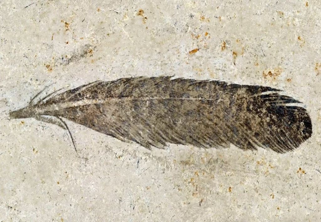 Fjer banede vejen for dinosaurer under ekstrem istid | illvid.dk