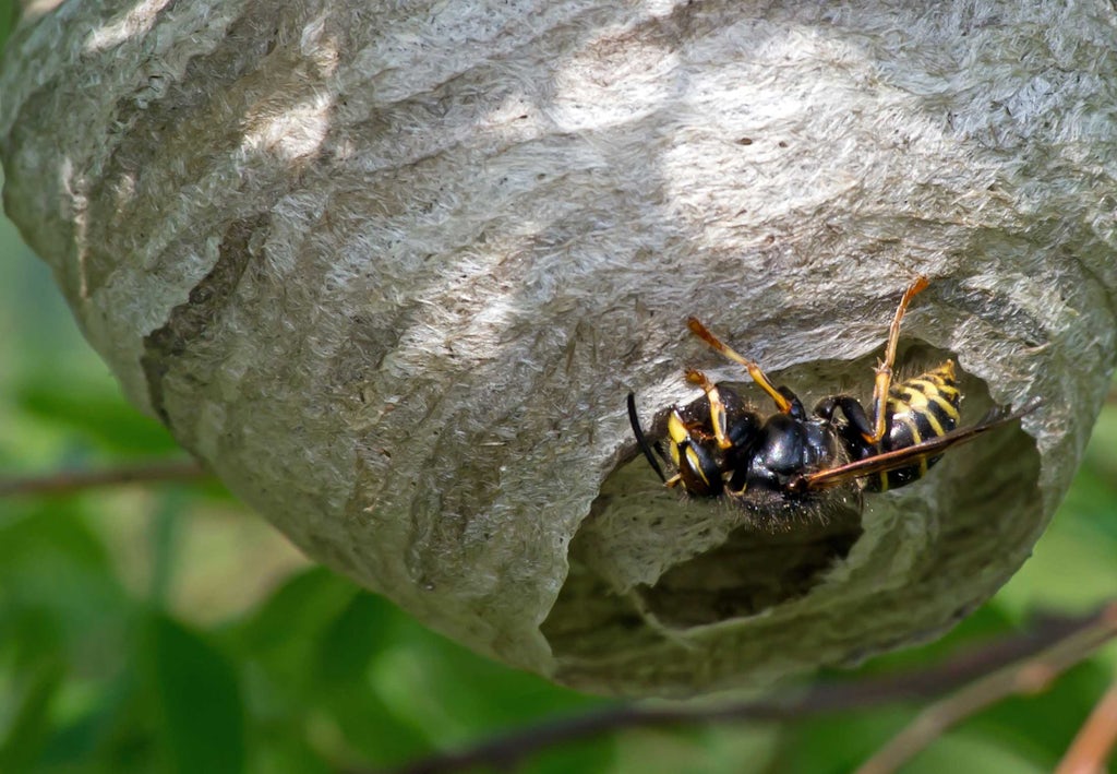 Paardenwesp heeft meer gif in zijn beet | wibnet.nl