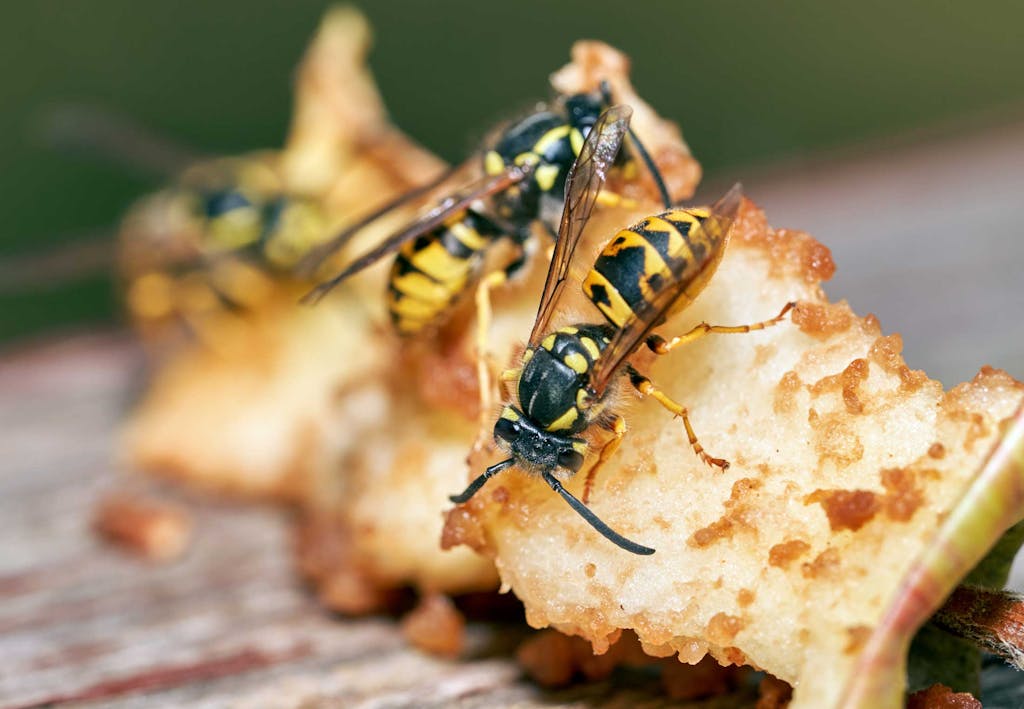 Paardenwesp heeft meer gif in zijn beet | wibnet.nl