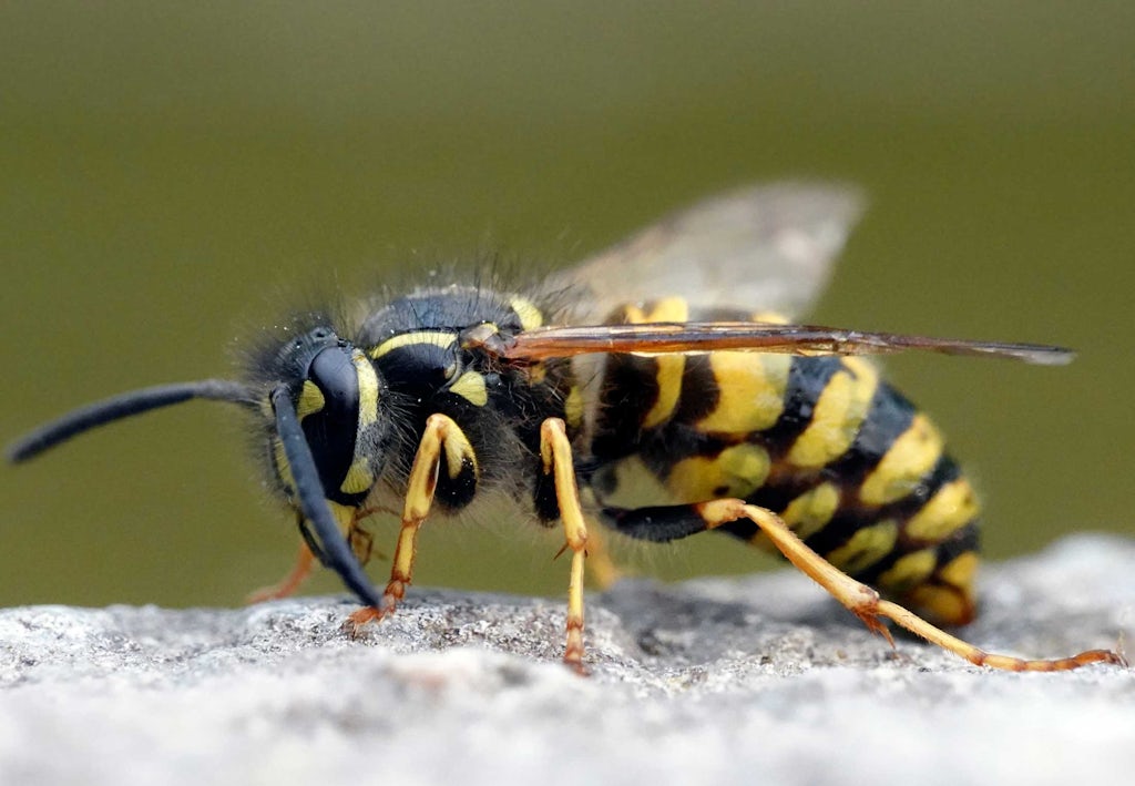 Bålgetingen har mer gift i stinget | illvet.se