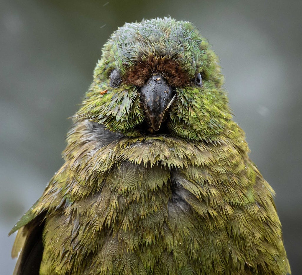 Maailman 10 ruminta eläintä – Äänestä suosikkiasi | tieku.fi