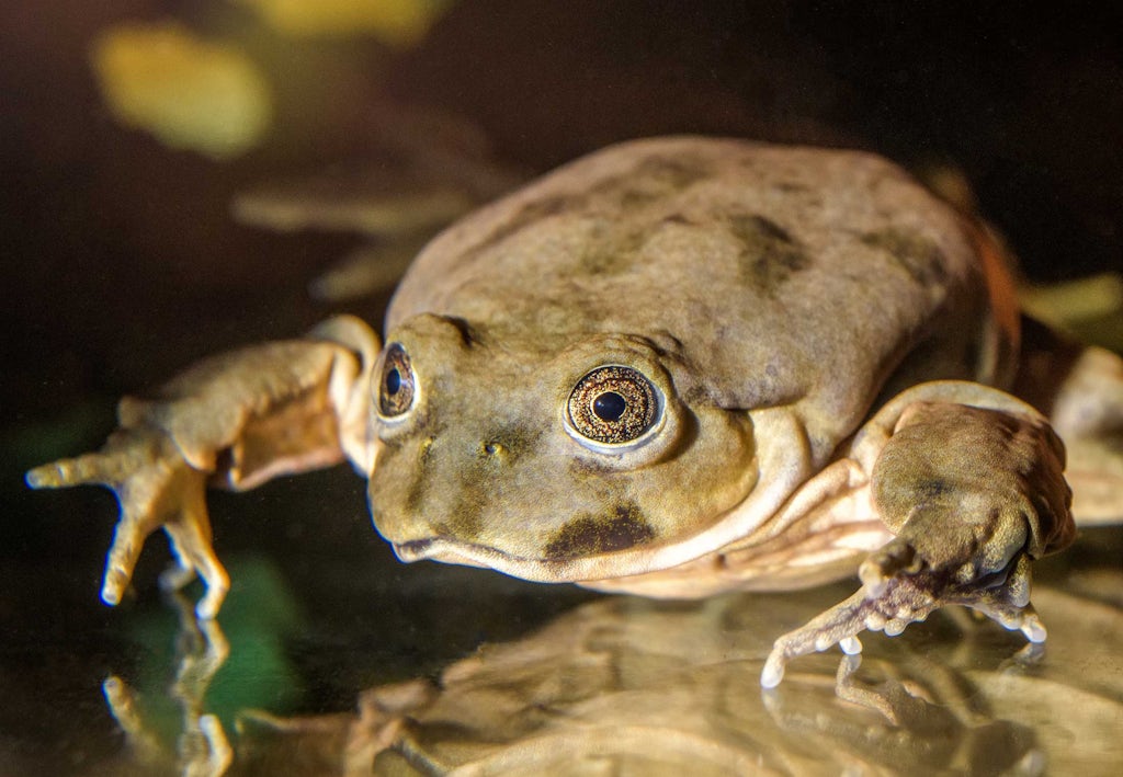 Världens tio fulaste djur – Rösta på din favorit | illvet.se