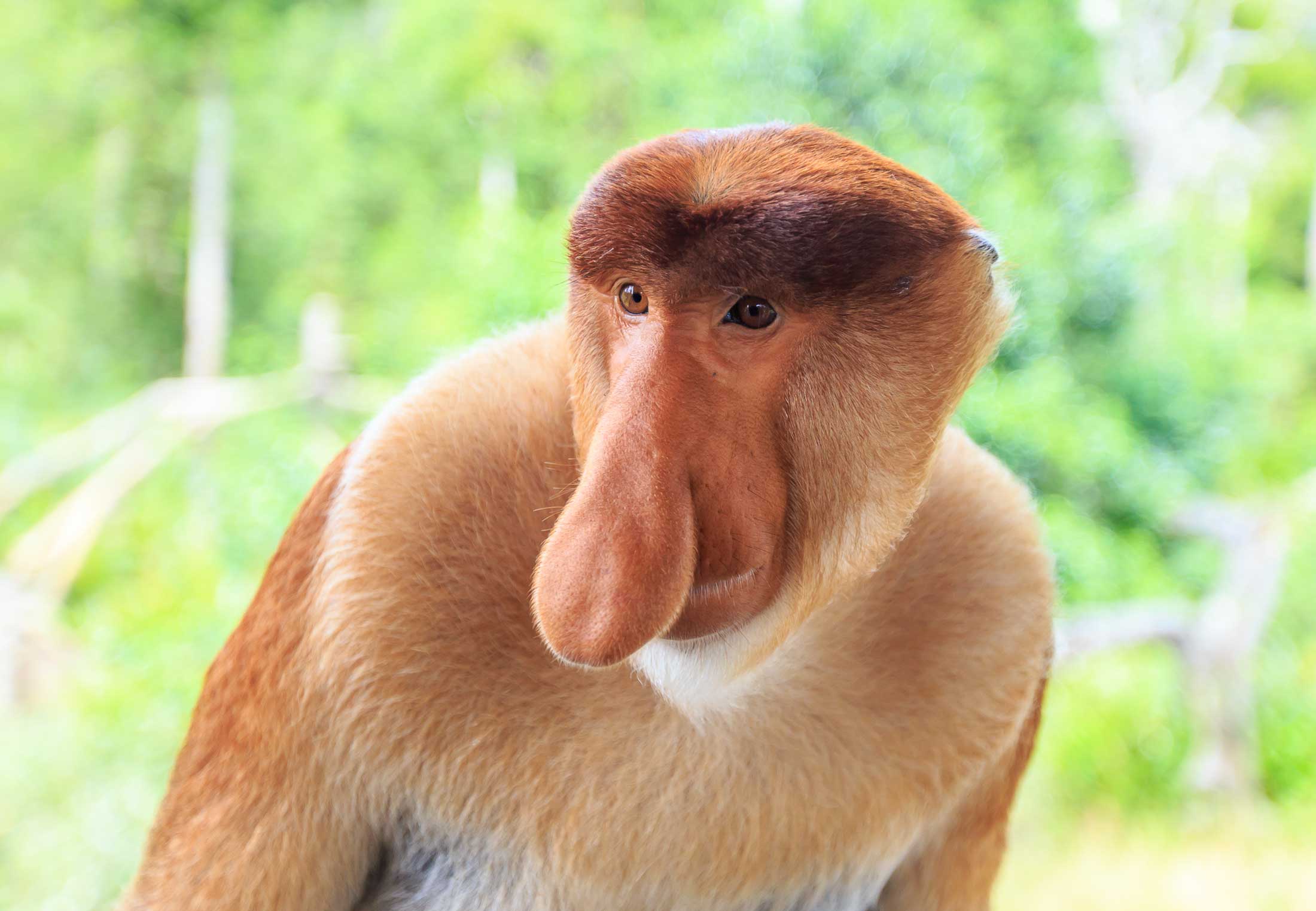 Världens fulaste djur | illvet.se