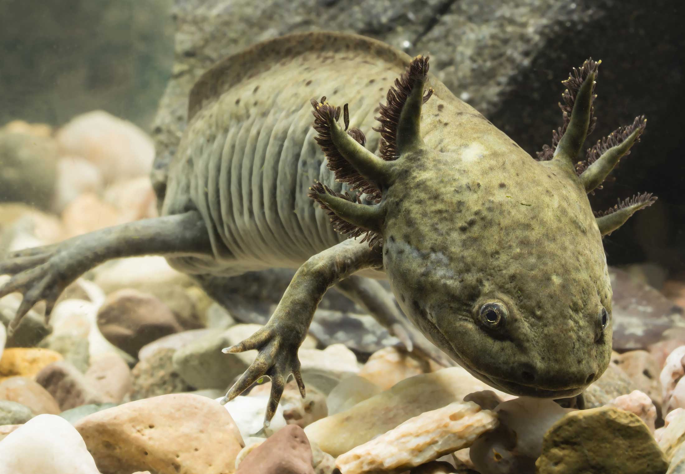 Verdens styggeste dyr | illvit.no