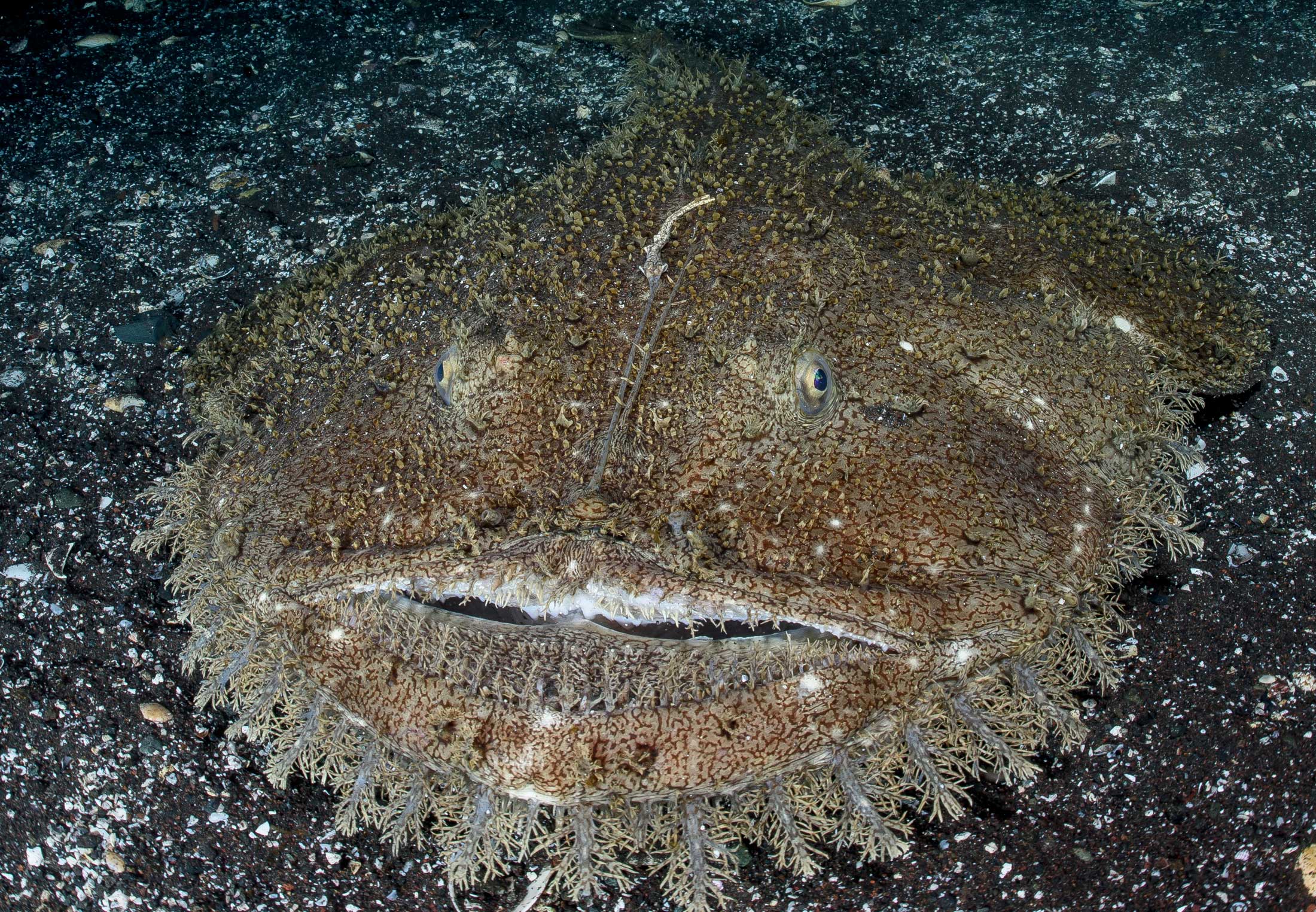 De lelijkste dieren ter wereld | wibnet.nl