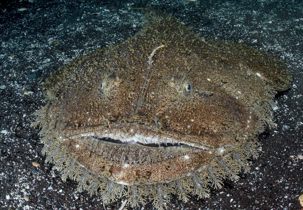 De 10 lelijkste dieren ter wereld – Stem op je favoriet | wibnet.nl