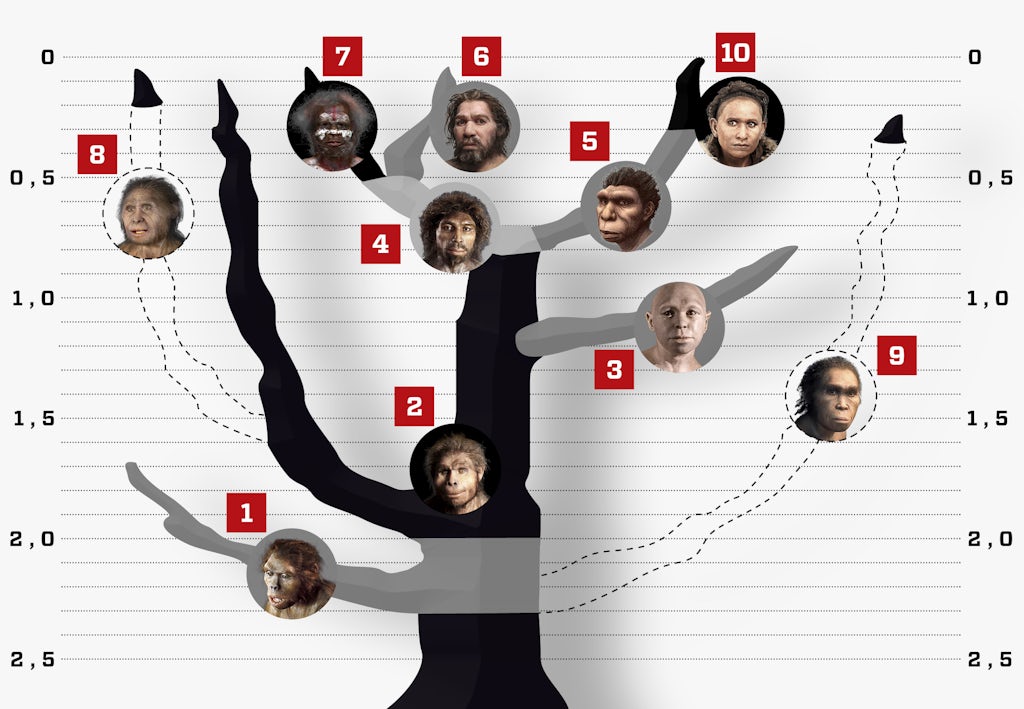 Gids van onze voorouders: Zo ontstond de mens | wibnet.nl