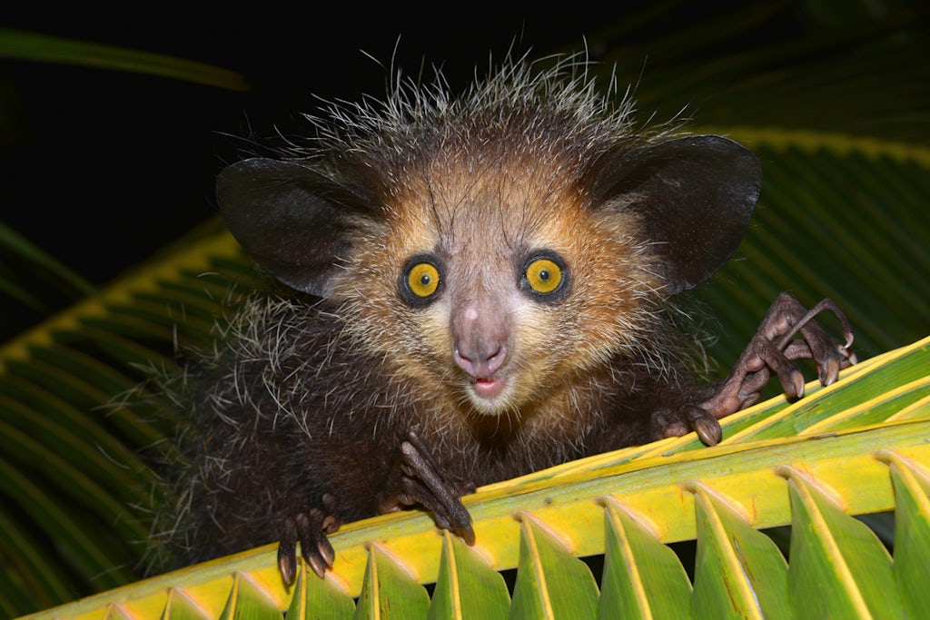 Mörkrets djur har fula ansikten | illvet.se