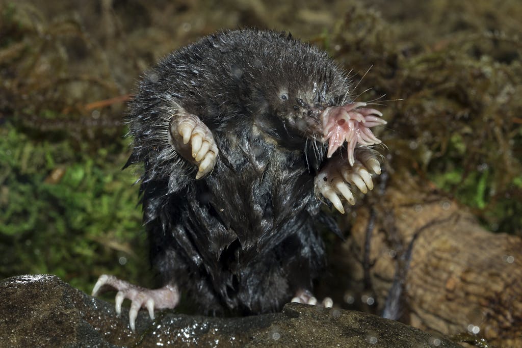 Mörkrets djur har fula ansikten | illvet.se