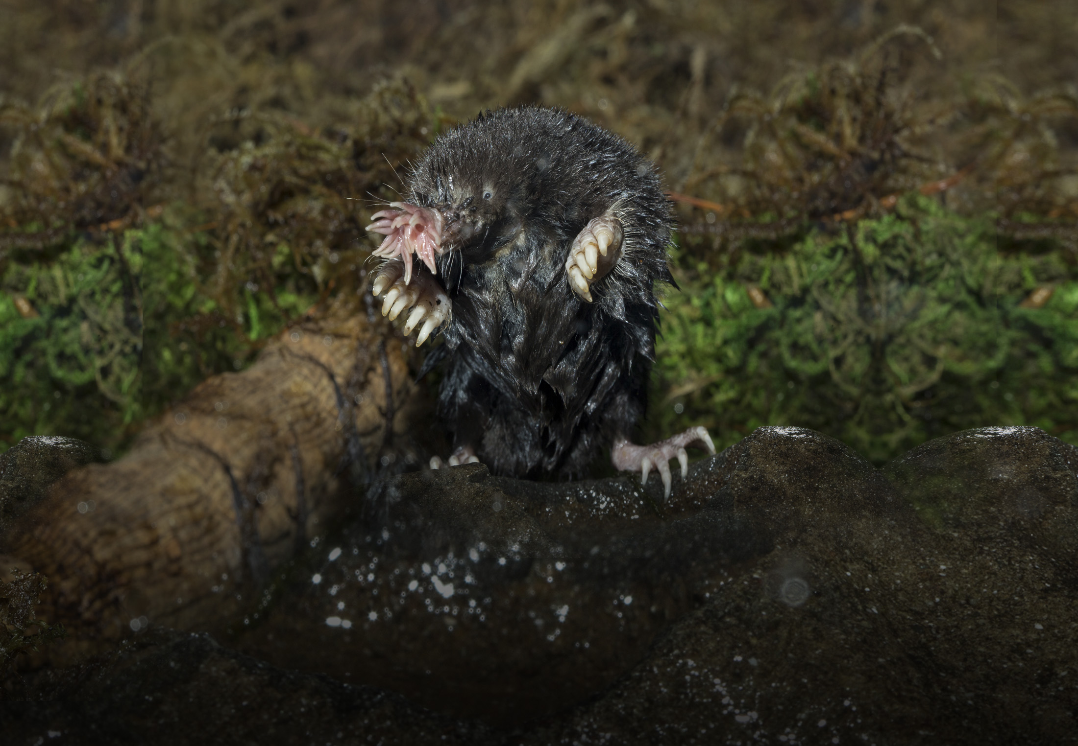 Mörkrets djur har fula ansikten | illvet.se