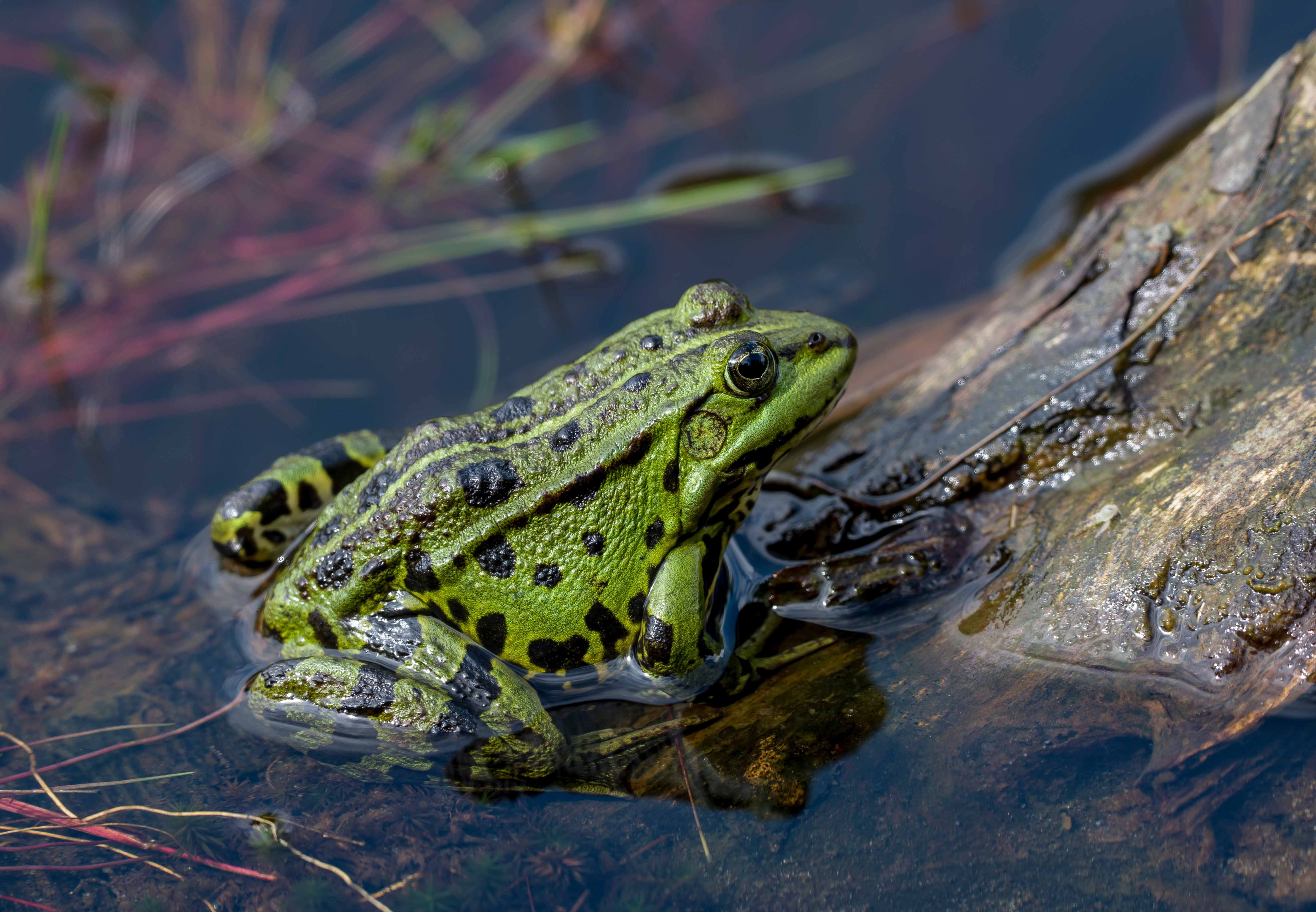 Frosker i Norge – Her er de norske froskene og paddene | illvit.no