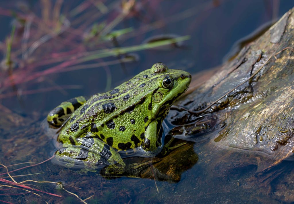 Kikkers in Nederland – Dit zijn de Nederlandse kikkers | wibnet.nl
