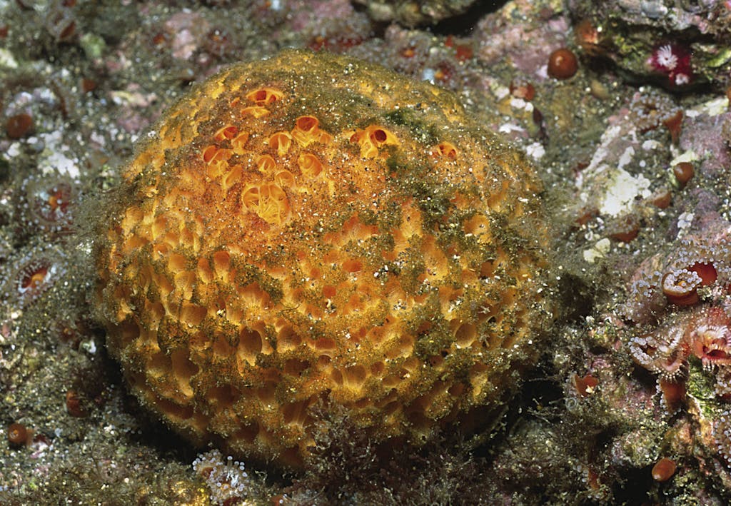 Primitive dyr skal løse søvnens gåde | illvid.dk