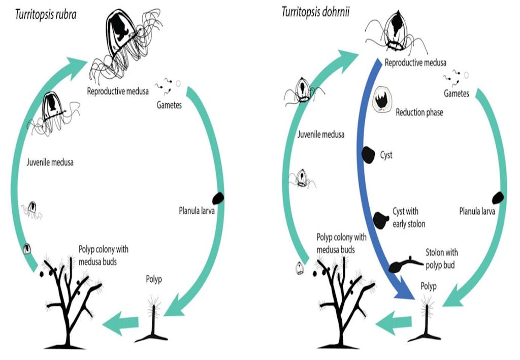 Hemmelighet bak udødelig manet funnet | illvit.no
