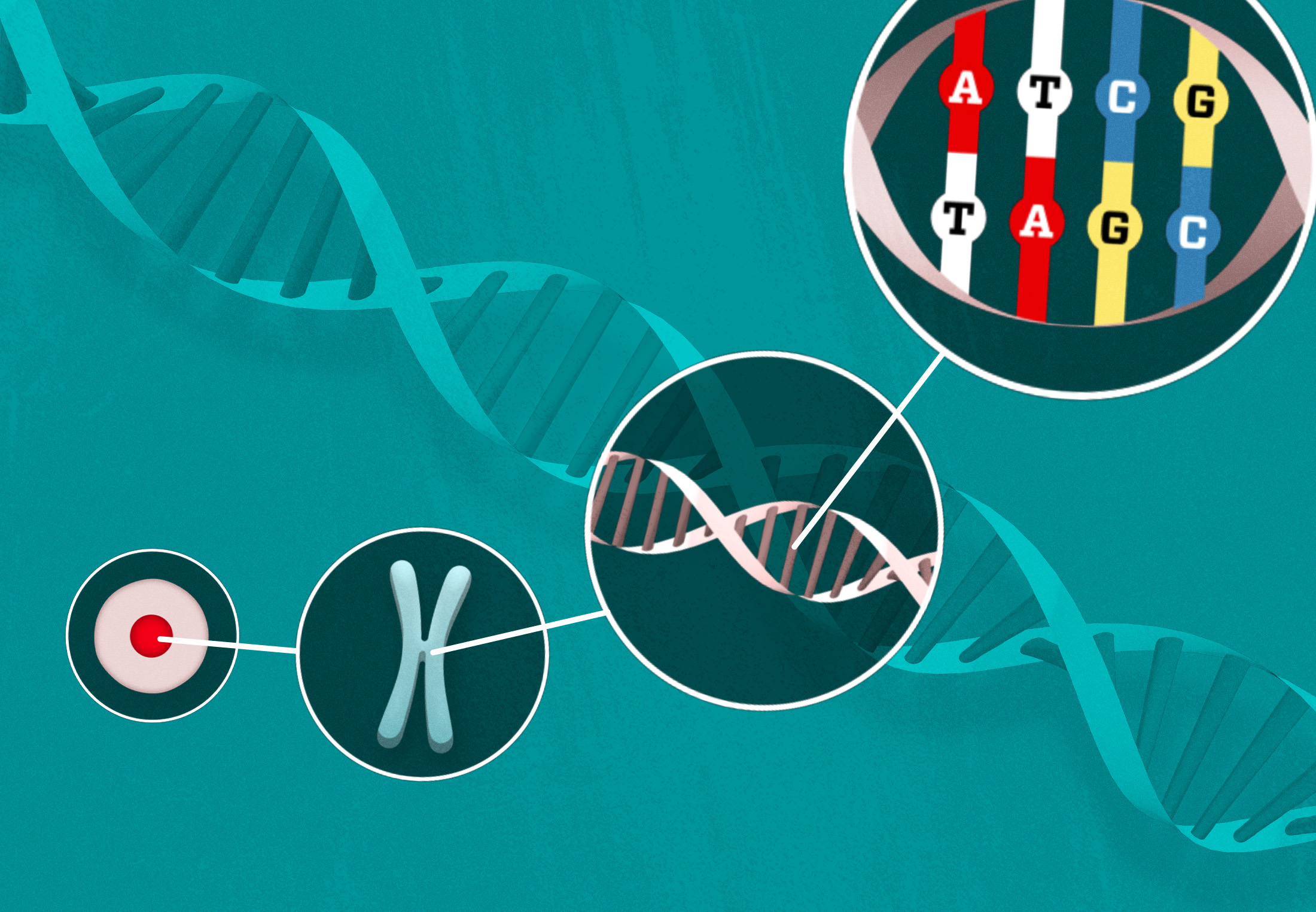 Dna-analyse river menneskehedens stamtræ op med rod | illvid.dk