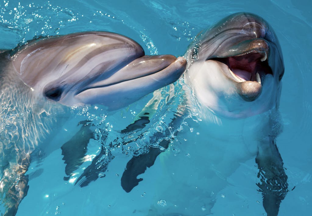 Nu sætter forskerne intelligens i system | illvid.dk