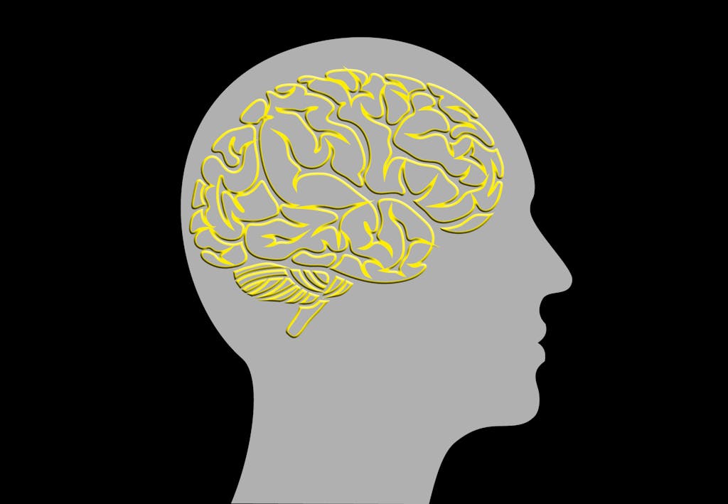 Scientists systematise intelligence | scienceillustrated.com