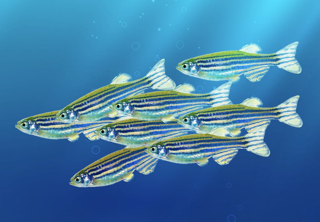 Scientists systematise intelligence | scienceillustrated.com