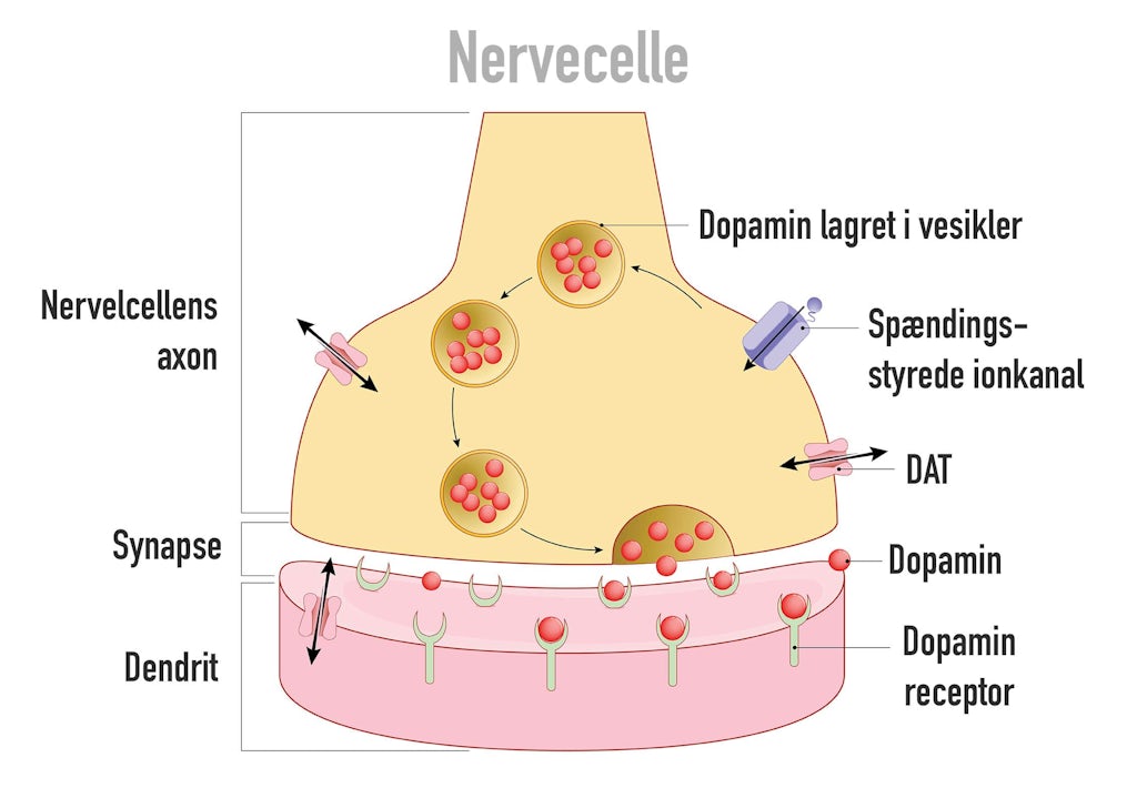 Dopamin - hvad gør det i kroppen? | illvid.dk