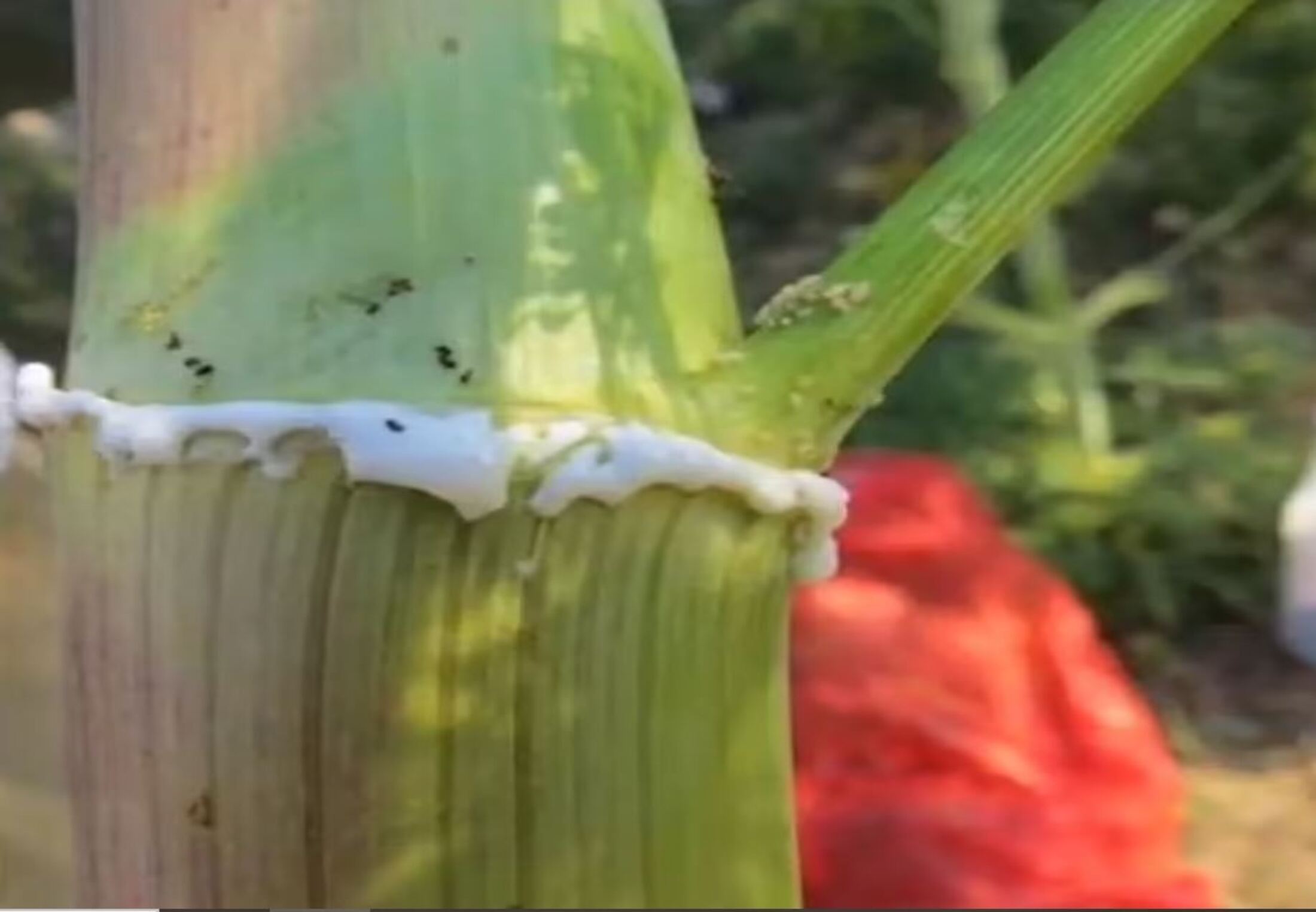 Uitgestorven wonderplant mogelijk teruggevonden | wibnet.nl