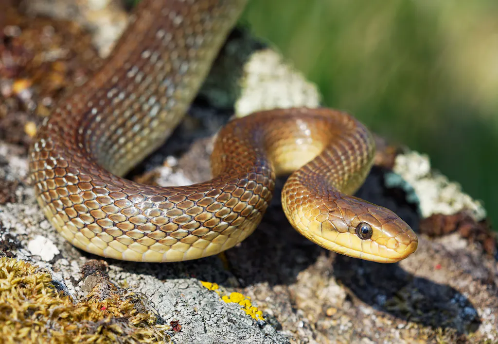 Waren dinosauriërs koudbloedig of warmbloedig? | wibnet.nl