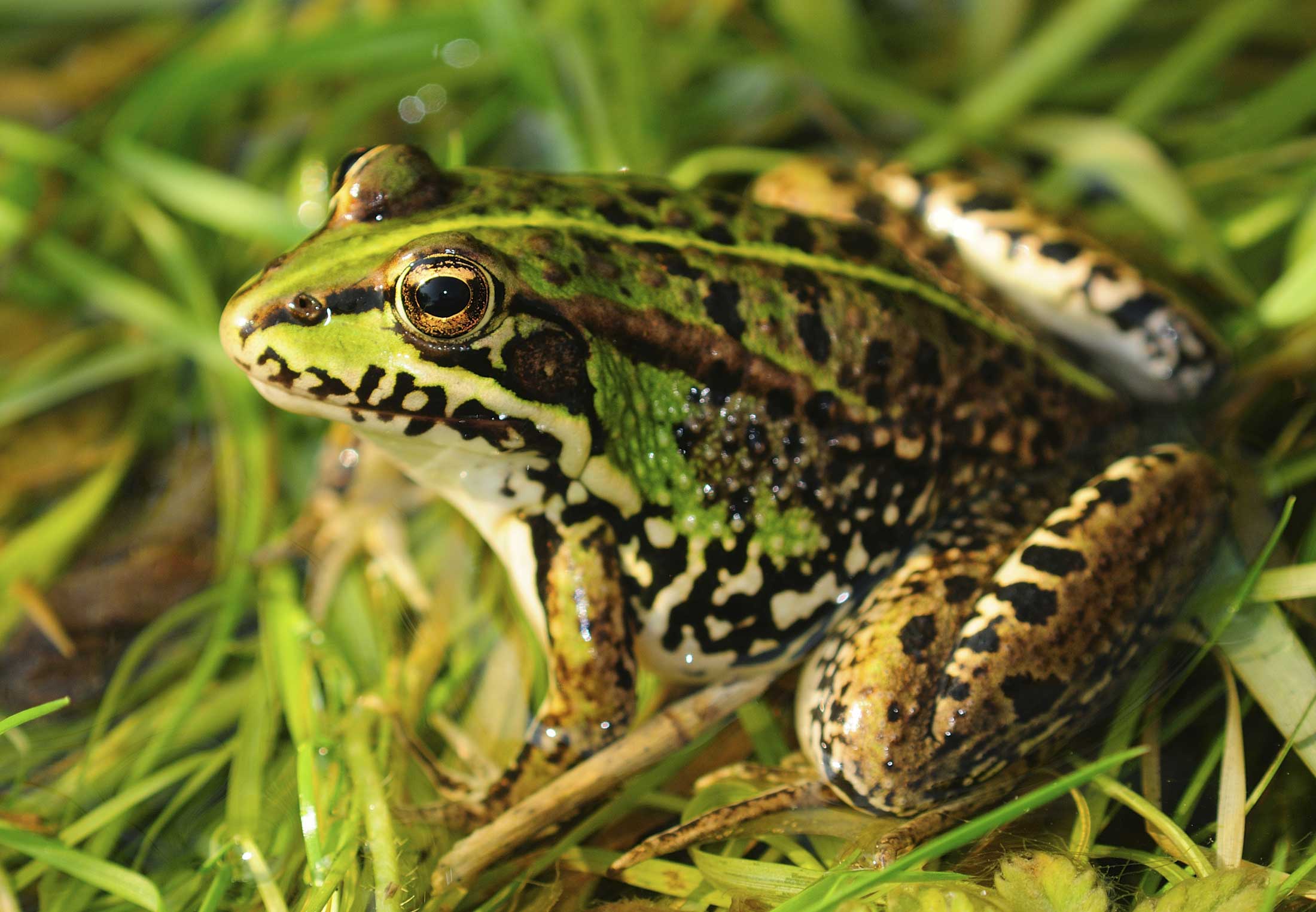 Kikkers in Nederland – Dit zijn de Nederlandse kikkers | wibnet.nl