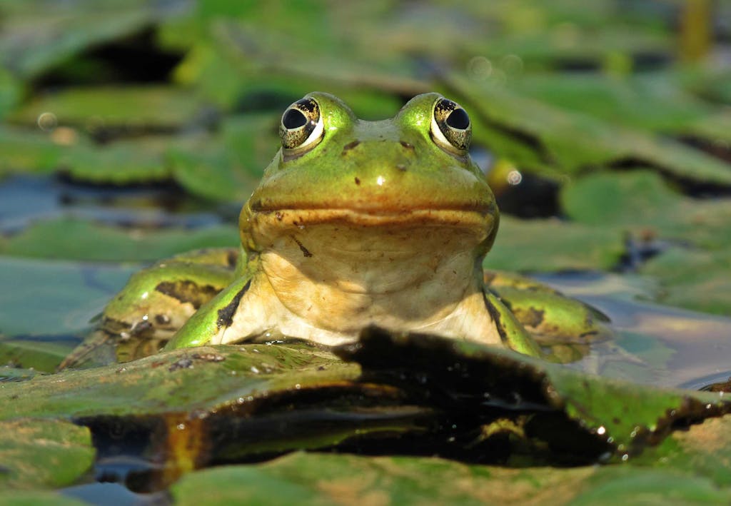 Kikkers in Nederland – Dit zijn de Nederlandse kikkers | wibnet.nl