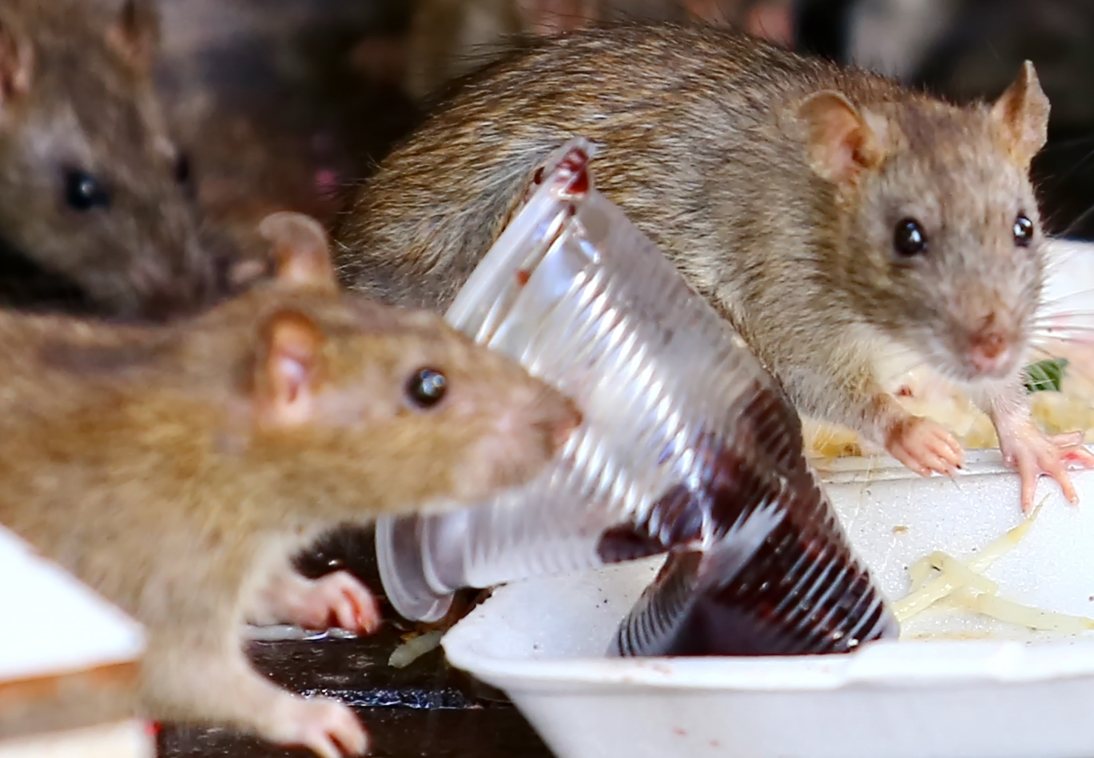 The return of the Black Death | scienceillustrated.com