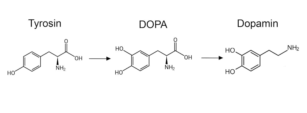 Dopamin – hva gjør det i kroppen? | illvit.no