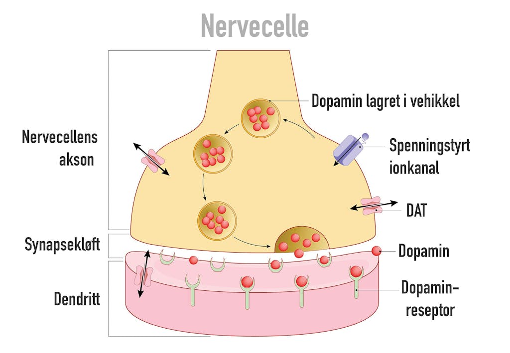 Dopamin – hva gjør det i kroppen? | illvit.no