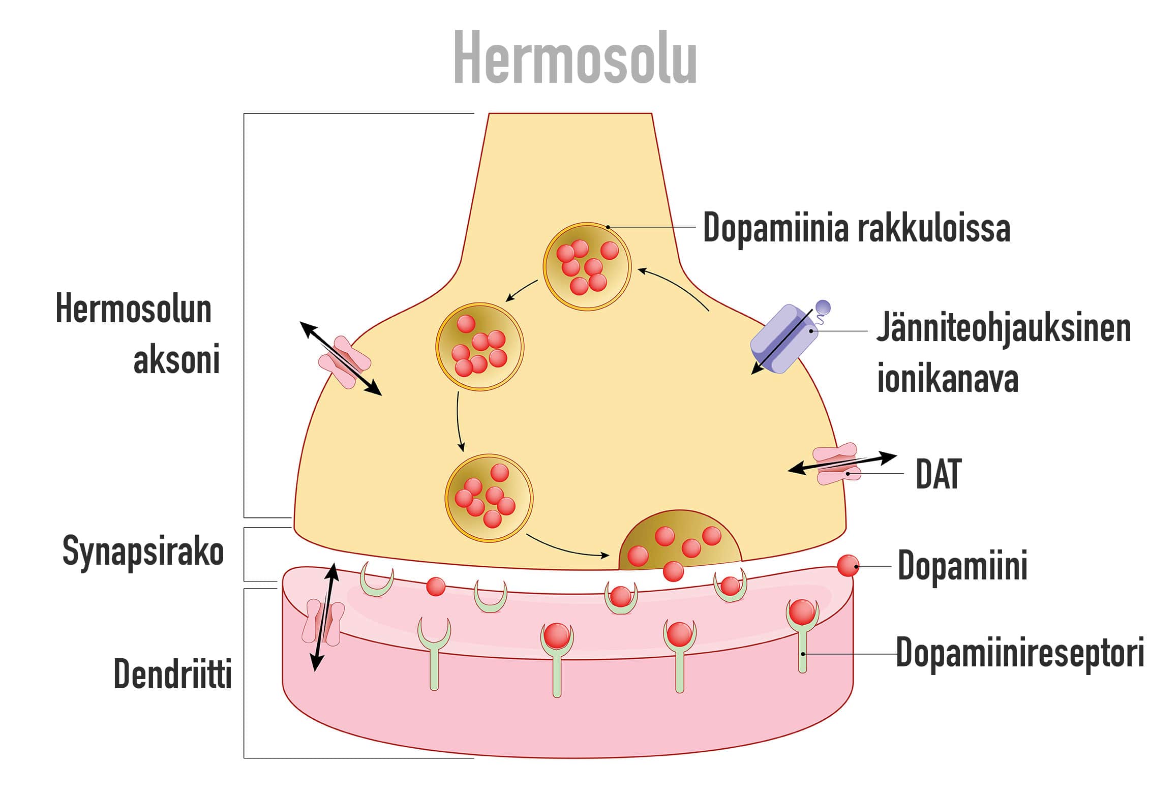 Dopamiini - Miten se vaikuttaa? | tieku.fi